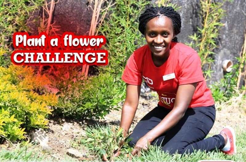 Flowers and how they help the Environment - GMC Place